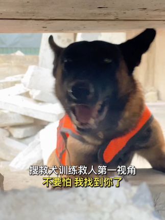 它在废墟中寻找幸存者,努力警示,为幸存者带来希望!致敬无言的战友❤️