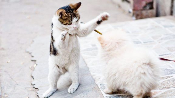 猫和狗打架,为什么狗从来就没赢过?