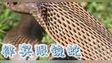 世界十大毒蛇排行
