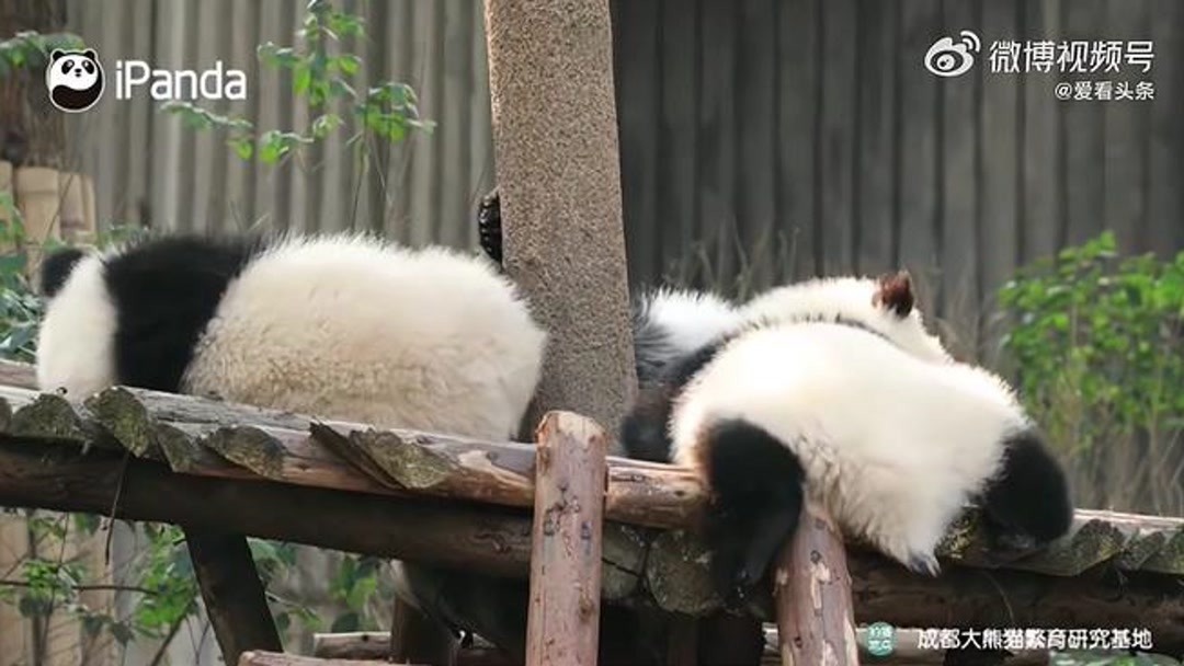 【萌化了! 熊猫宝宝的尾巴也太可爱了 】 大熊猫的尾巴有多可爱 你...