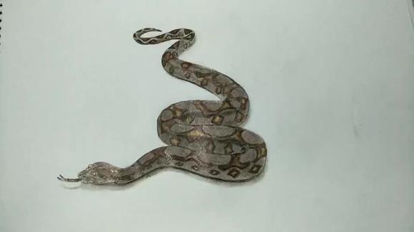 用彩铅笔画一条蟒蛇,大家一起来欣赏吧!