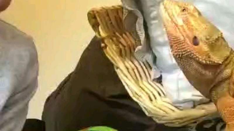 动物们的模仿行为,有点可爱