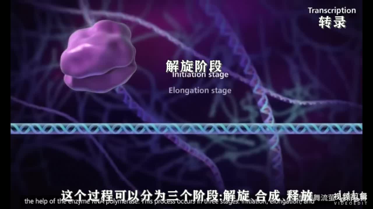 基因指导蛋白质的合成--转录翻译
