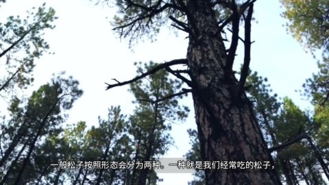 为什么种在城市里的松树,从来不结松子呢?今天总算知道了