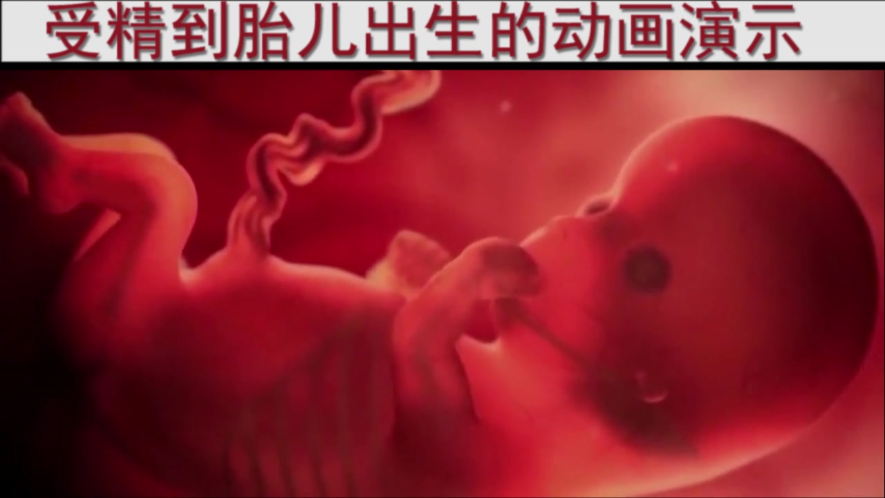 [受精到胎儿出生的动画展示]从开始的受精、卵子结合,慢慢在母胎里...