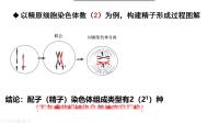 2.1减数分裂和受精作用(第三课时).mp4