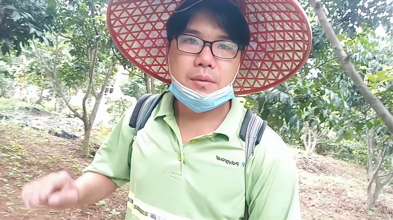 黄皮与龙眼的种植管理方式有何区别?看看当地果农怎么说