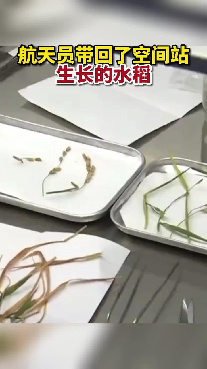 #航天员带回了空间站生长的水稻