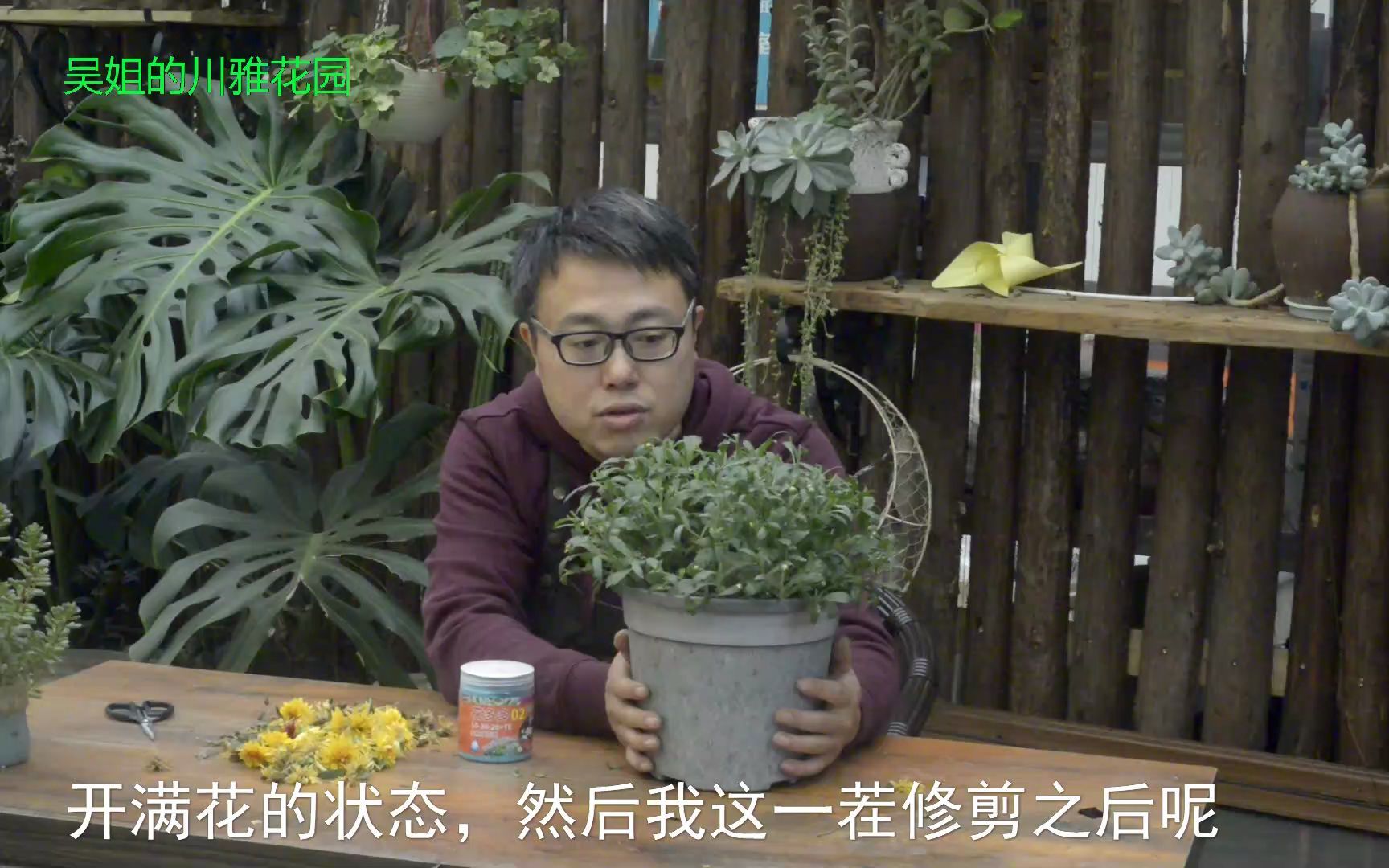 ...方位的剪刀选用、修剪方法和施肥管理角度入手,教大家更好的养植养护