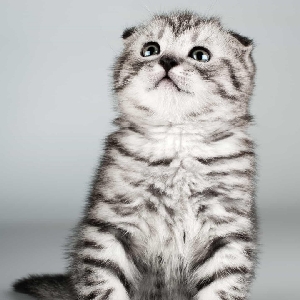 喜欢玩电脑版手机版scp 