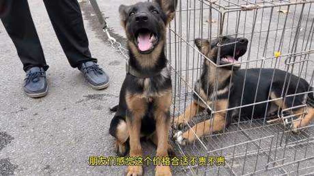 十一农村狗市名犬后代小德牧,卡斯罗罗威纳,都是最忠诚的护卫犬