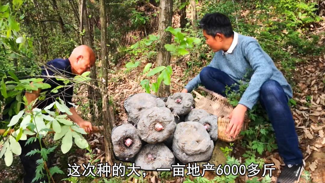 农村农作物一亩年赚2万!也会颗粒无收,林下种植新方式能成功吗