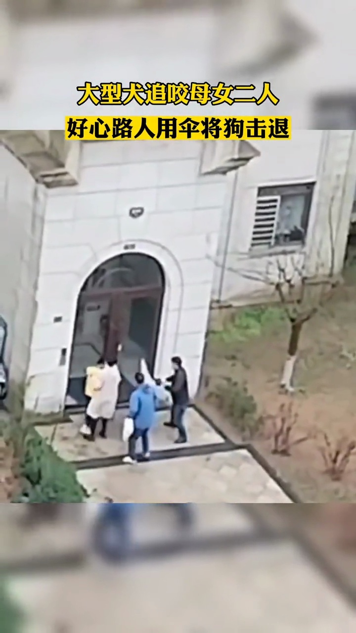 大型犬追咬母女二人,好心路人用伞将狗击退#热点新闻事件 #遛狗不牵绳