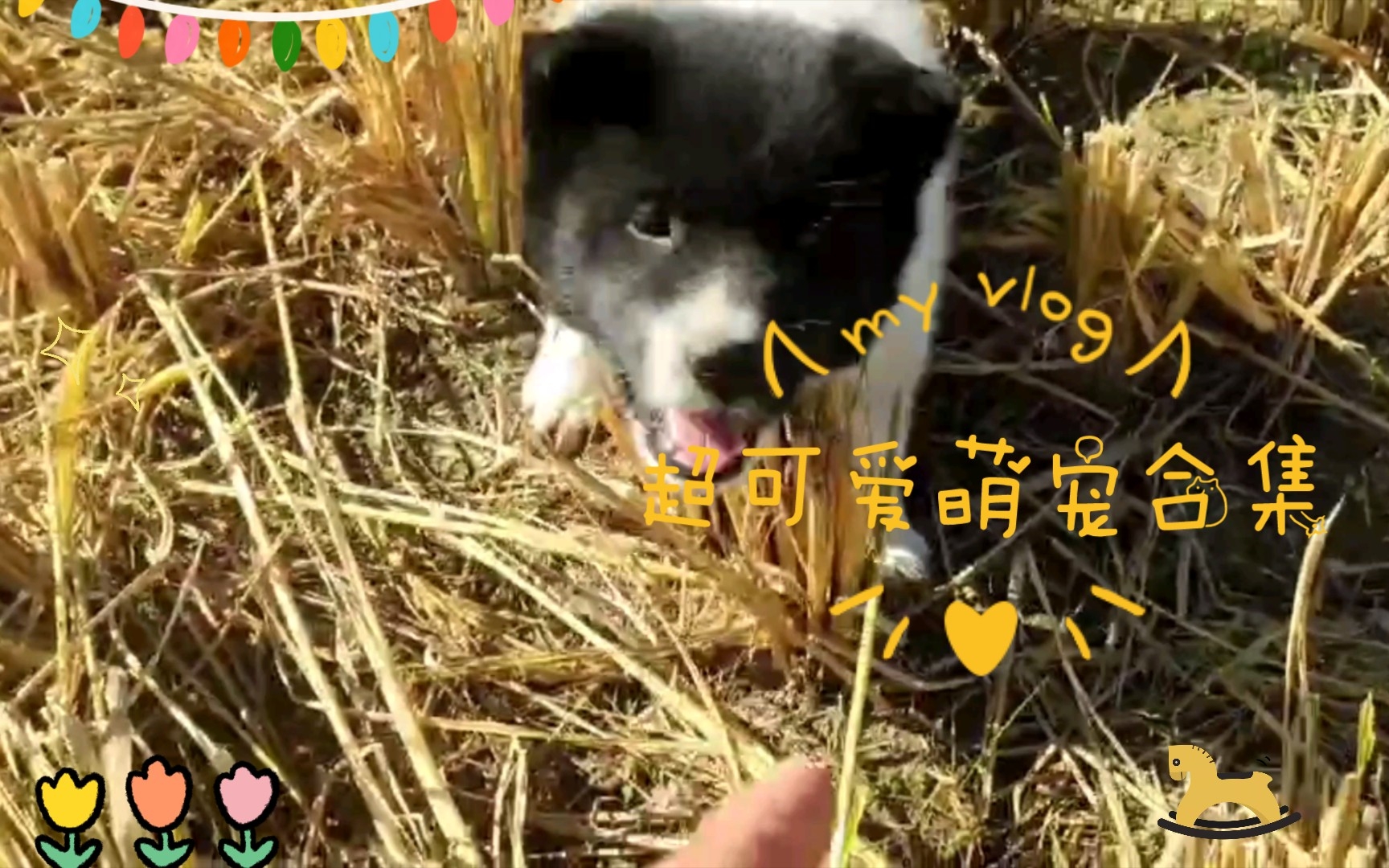保护濒临灭绝的中华田园犬