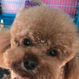 猫猫喵喵猫猫毛毛帽 