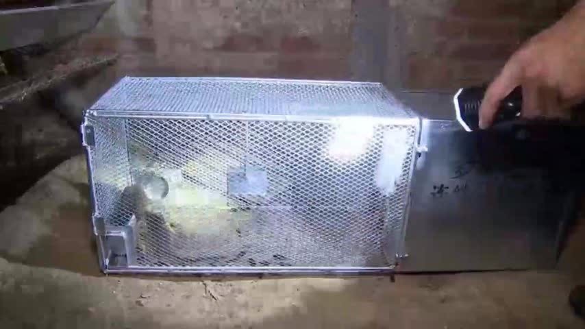 这是我见过"超黑"的捕鼠器,红外线自动感应,让老鼠很绝望