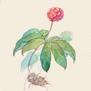 小杨识百草 