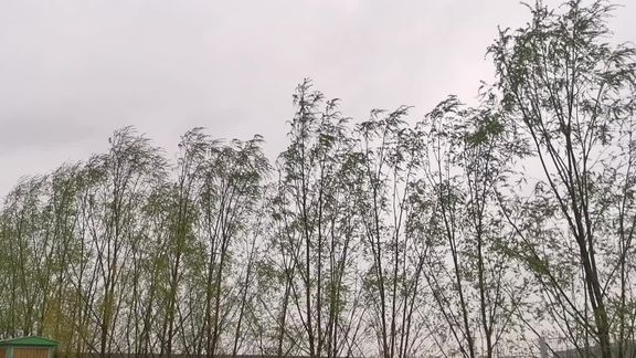 经过清明雨节前的洗礼,植物界又一轮新格局的生长,枝繁叶茂