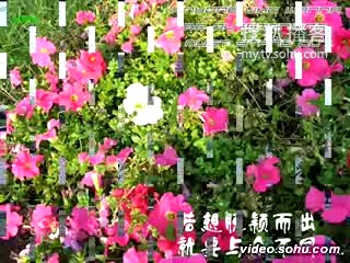 哈尔滨工程大学风光欣赏