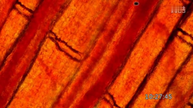 “小鱼尾鳍血液流动观察实验”微课