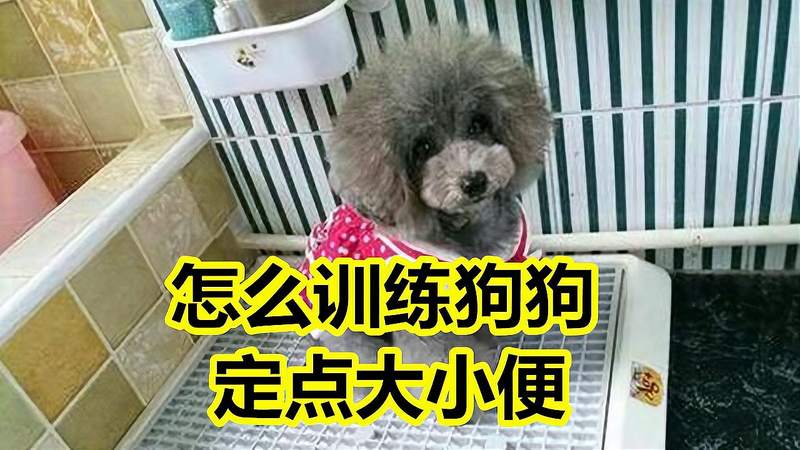 怎么训练狗狗定点大小便