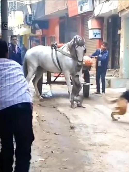 比特犬猖獗的撕咬拉货的白马!用石头砸比特犬都没用