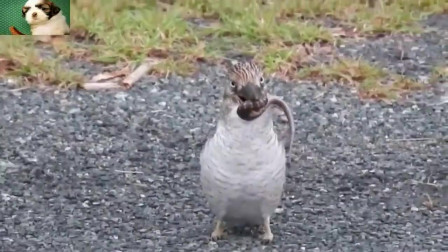 大蟒蛇:刚出生的蟒蛇,被鸟儿当晚餐
