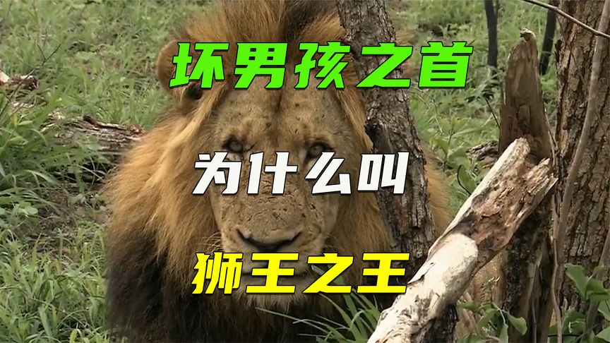 坏男孩之首,为什么只有它被叫作狮王之王?