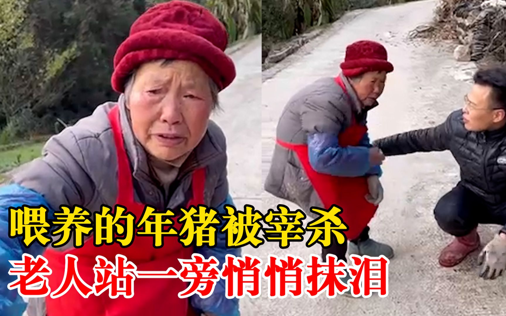 年猪被杀老人站一旁悄悄抹泪,外孙:喂了1年 舍不得