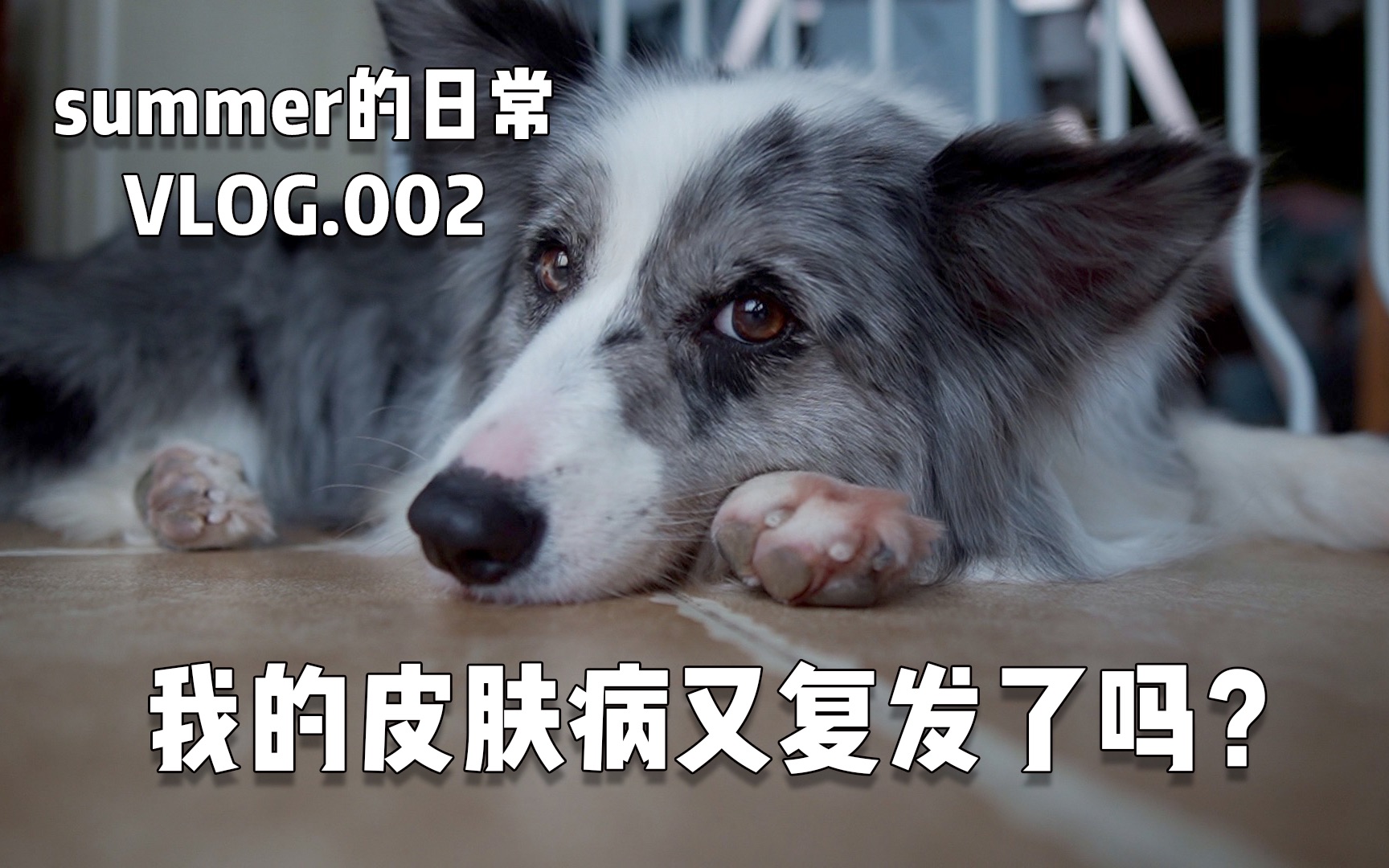 【边牧summer】我的皮肤病又复发了吗?——Summer的日常volg.002