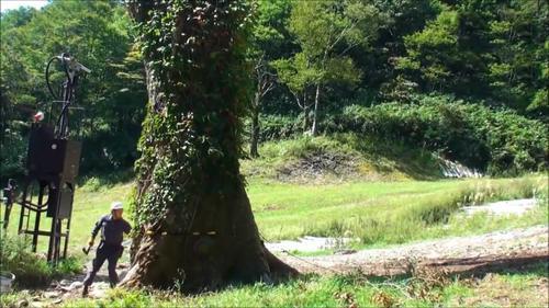 这是我见过最牛的树木砍伐技巧,砍伐最粗的大树