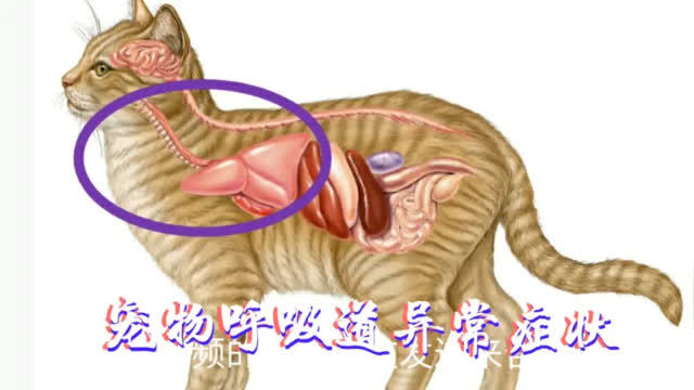 猫咪呼吸道症状和胃肠道症状实例区分,诊断准确治疗.