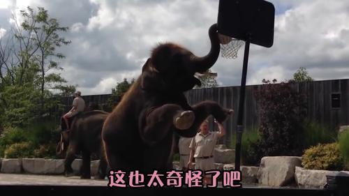 世界上关于动物的三种奇怪运动,兔子练跨栏,大象打篮球,太神奇