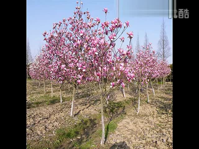 【木槿价格山东木槿价格绿化苗木种植基地】在线播放网,视频高清...