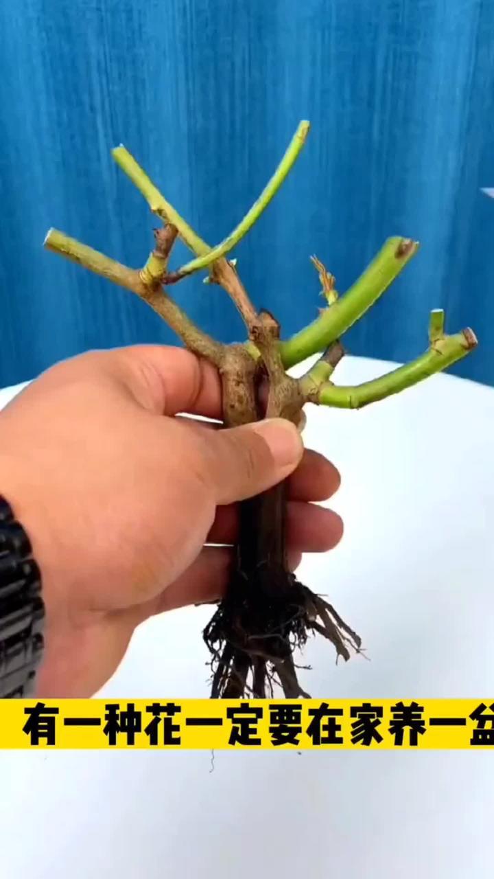 #玫瑰老桩 这个玫瑰花好种,生长快,短时间就会...