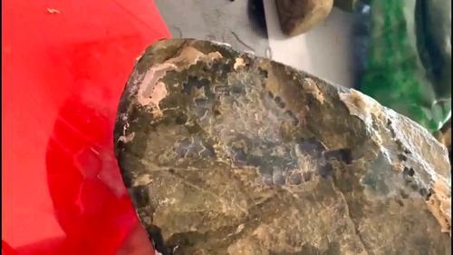 82000淘了块翡翠原石,切了一刀,你们觉得是涨了还是垮了呢?