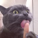 不吃葱的大玲啊 