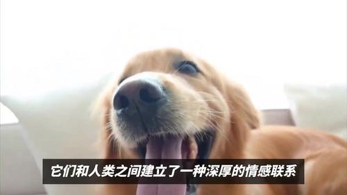 狗狗的"情感侦测器":为什么它们可以闻出人类的情绪?