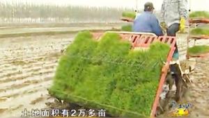 农村种植户的水稻插秧机,效率真是惊人!