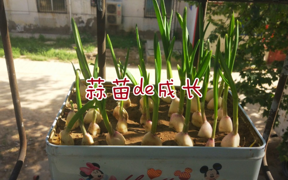 【蒜苗】蒜苗的生长