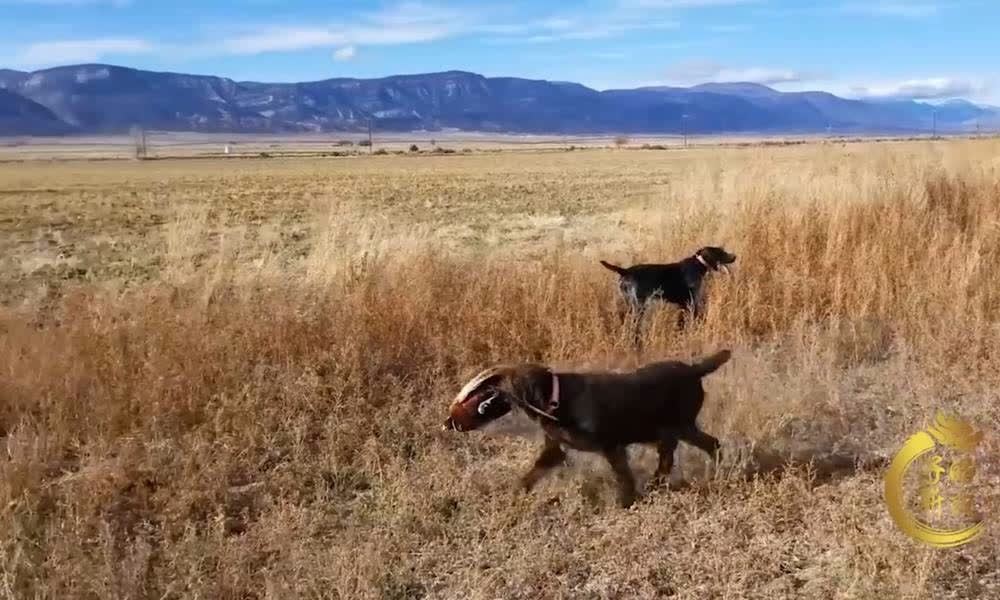 古人总是在闹饥荒,他们为什么不学原始社会,以打猎为生呢?
