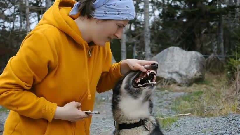 狠心的主人为什么拿钢丝钳夹狗狗牙齿,看到最后的我惊呆了
