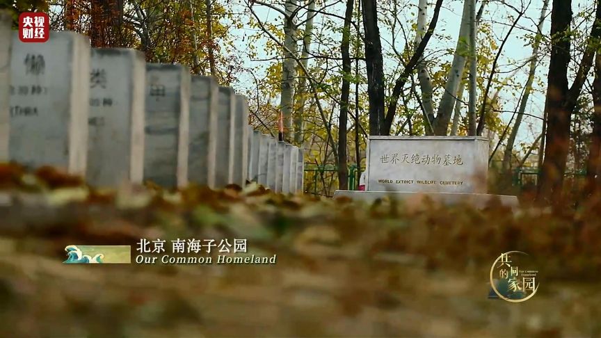 痛心!人类竟造成83%野生哺乳动物灭绝!保护生物多样性,中国与世界...