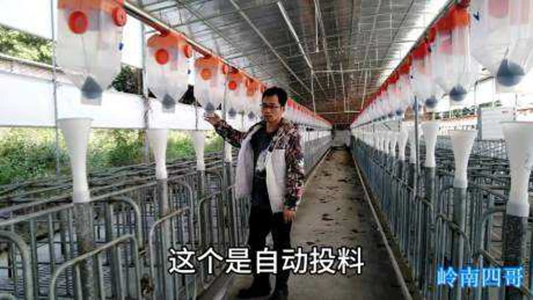 农村小伙带你参观全自动猪场,一个人就能管理几千头母猪,科学吗