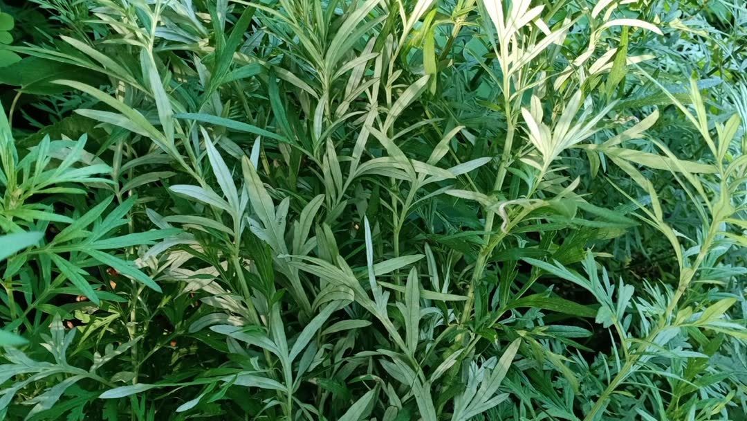 这种野草名称"艾草"长期使用泡水泡脚冲凉,能有效去掉脚气