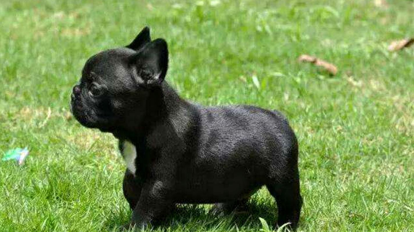 最适合与孩子相处的三种狗狗,有孩子的家庭,养狗就应该养这几种