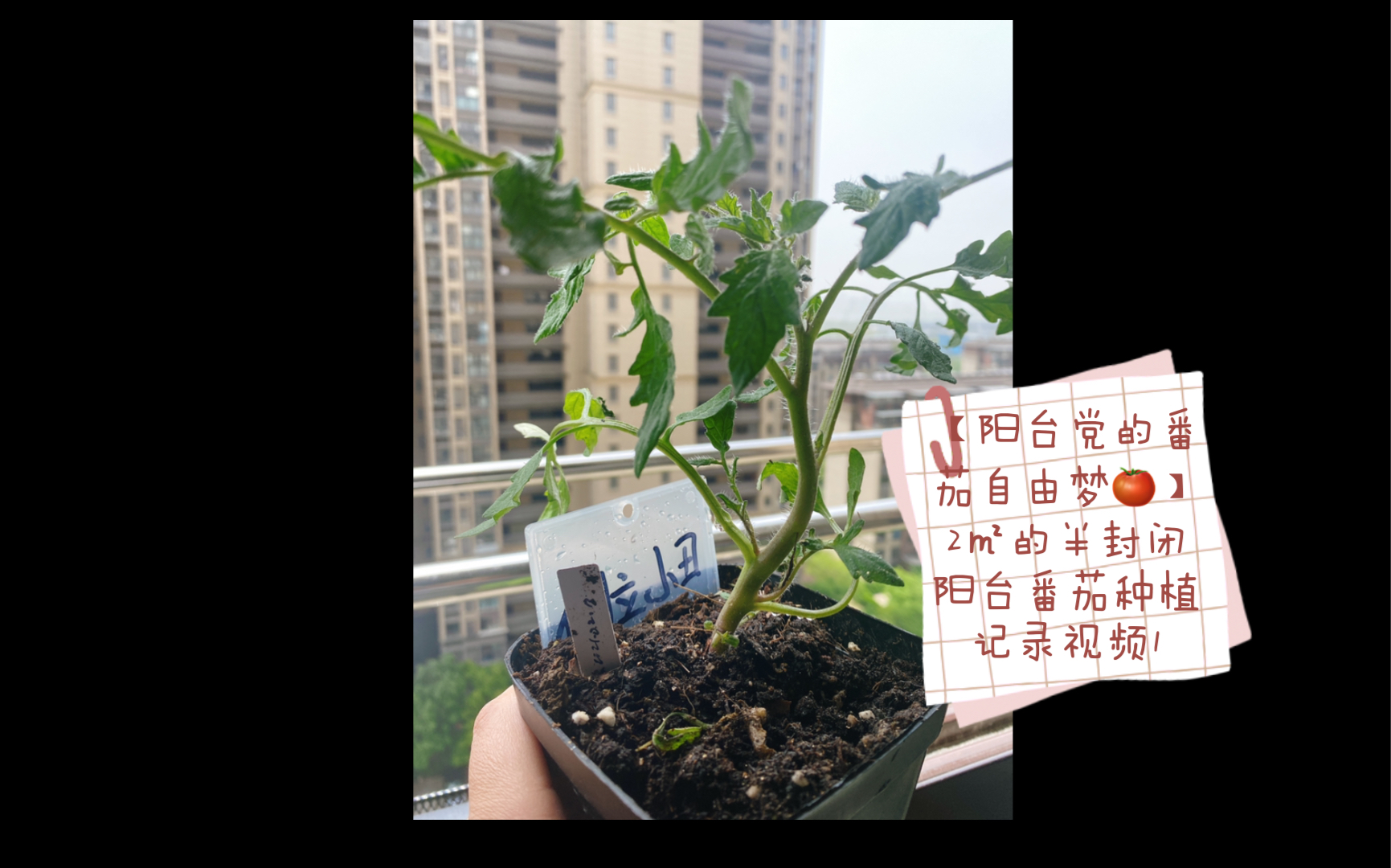 【阳台党的番茄自由梦】2㎡的半封闭阳台番茄种植记录视频1