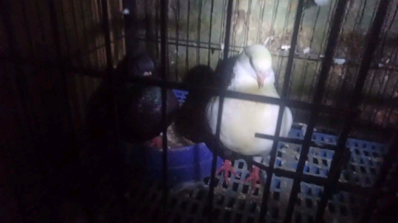 圆环老是下单受精蛋,我也只能从根本去解决这个问题了