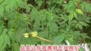风语一曲《无法挽留的爱》依然为爱守候，醉人情歌好听极了
