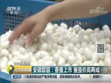 [经济信息联播]收获季 看市场 安徽歙县:春蚕上市 蚕茧价高两成